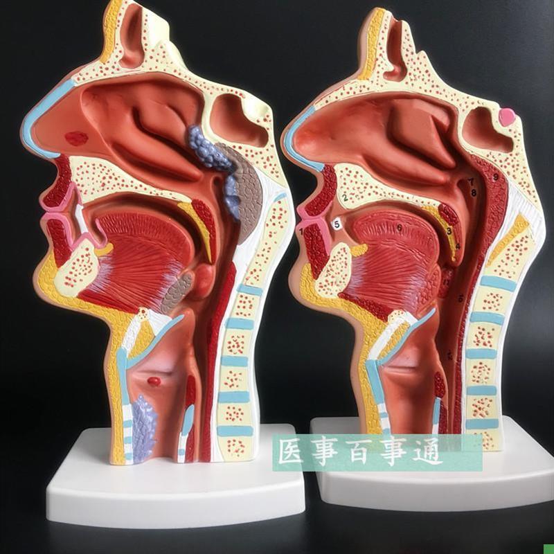 教学仿真鼻腔模型咽喉解剖鼻咽腔标本耳鼻喉科内侧V面血管神经教