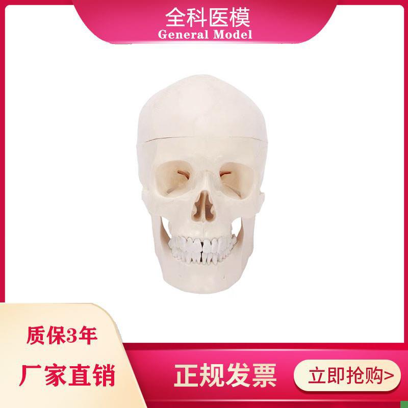 自然大头骨模型人体头颅骨标本骨缝线解剖结构S教学展示仿真骷髅