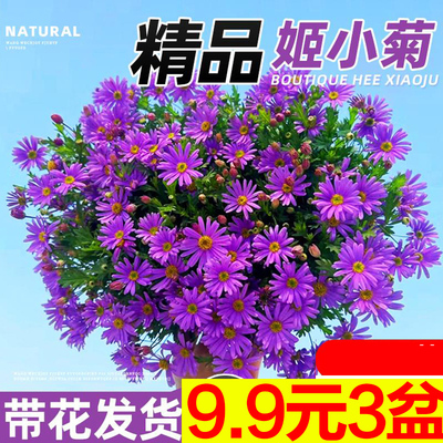 姬小菊盆栽带花苞庭院阳台花卉
