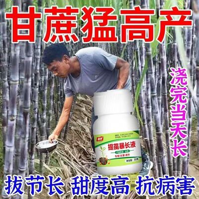 甘蔗拔节剂【一瓶一亩】甘蔗拉长拉直防裂增甜增产促分蘖生根壮苗