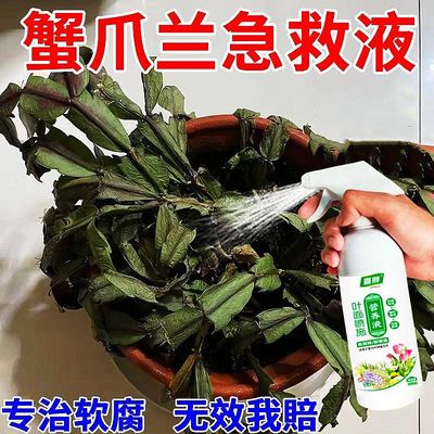 【急救液】蟹爪兰营养液室内枯萎倒伏发黄懒人腐烂液体肥水培通用