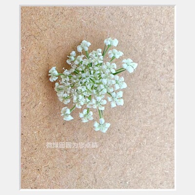 Microgreens新鲜特色装饰花材 纯白色 蕾丝 雪珠花30朵/盒