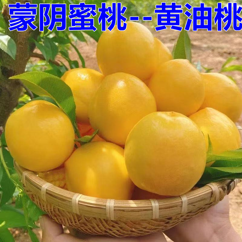 2026山东蒙阴蜜桃现摘现发黄油桃新鲜水果整箱脆甜孕妇黄心油桃子