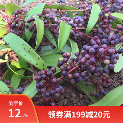 药材种子土茯苓种子 红肉土茯苓苗盆栽地栽 红土苓硬饭头茯苓种籽