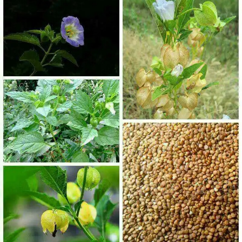 冰粉籽种子凉粉草仙人冻仙黄草尖萼手搓白凉粉假酸浆四季播种种籽