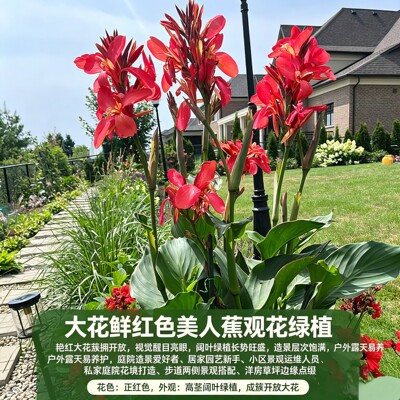 大花美人蕉四季开花易活盆栽