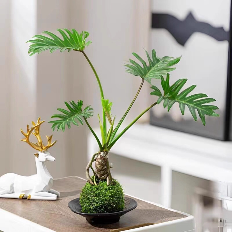 龙鳞小天使苔藓球桌面老桩观叶绿植春羽室内四季好养窗台盆栽植物