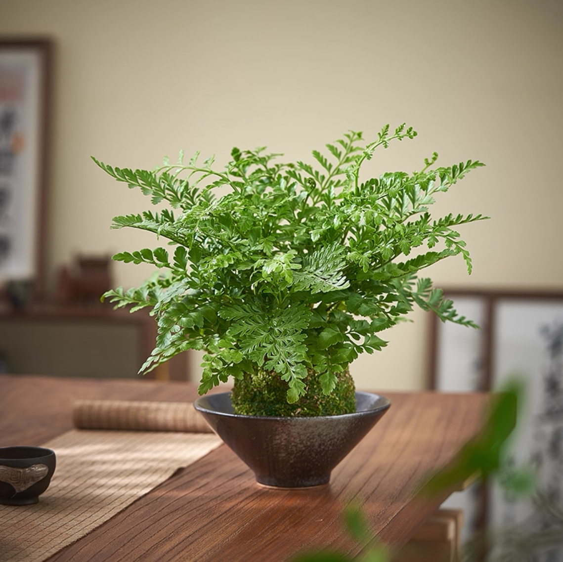 吉姆蕨盆栽苔藓球水培植物办公室内桌面绿植耐阴好养四季常青花卉