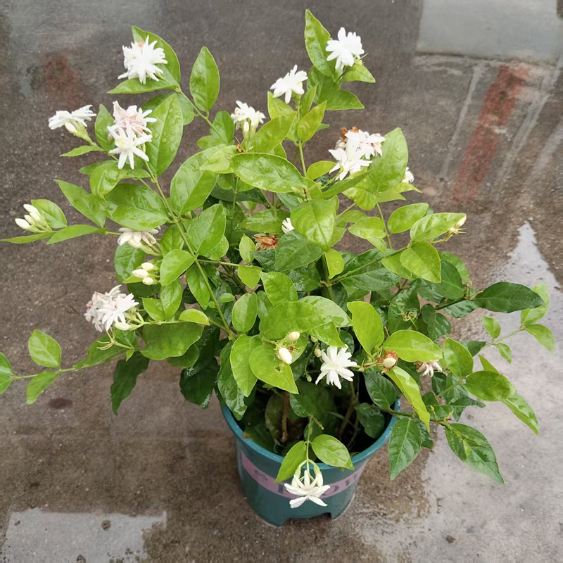 正宗重瓣笔尖茉莉茉莉花花期浓香盆栽花卉浓香型稀有品种