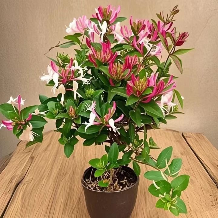 金银花盆栽开花庭院阳台绿植树苗耐寒花卉正宗金银花苗