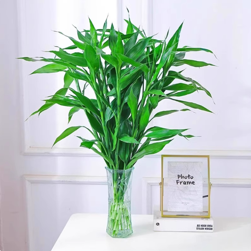 富贵竹水培植物转运开运竹花卉绿植盆栽绿萝室内花客厅水养节节高