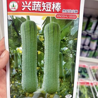兴蔬短棒丝瓜种籽杂交早熟商品性好农家大田小院春夏秋季蔬菜种子
