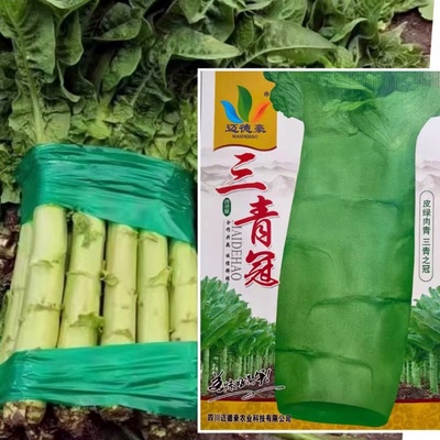 三青冠莴苣菜种子耐寒高产莴笋种籽高产椭圆叶农家春秋冬季蔬菜种
