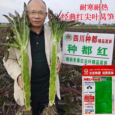 不开花种都红种都红4号B型