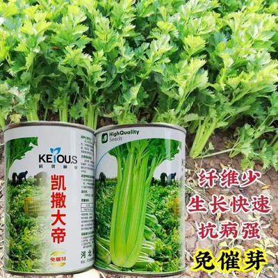 夏季西芹种子西芹种子凯撒