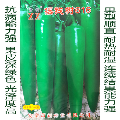 萧新春季夏摇钱树616辣