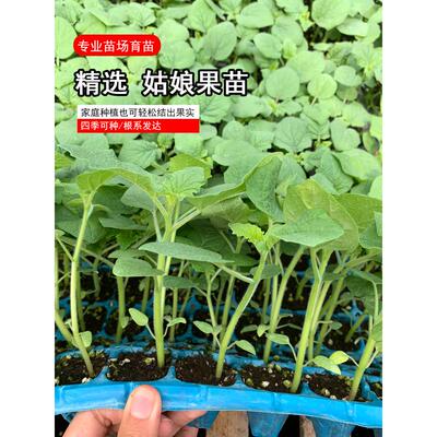 大果超甜金姑娘苗秧带士球