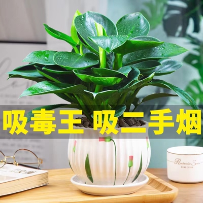 夏促销精品金钻盆栽植物绿公主水培绿植吸除甲醛防辐射室内多肉品