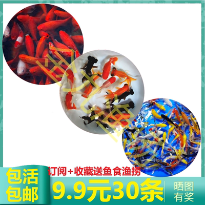 草金鱼活鱼锦鲤鱼苗冷水观赏鱼活