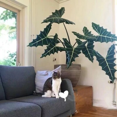 萨利安海芋室内净化空气好看