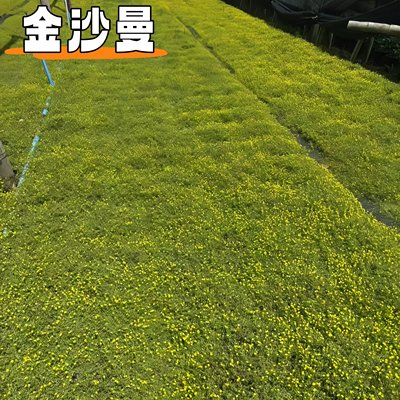 金沙曼阳台庭院花园地被植物