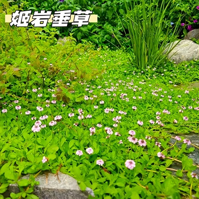 姬岩垂草草皮庭院绿化地被植物