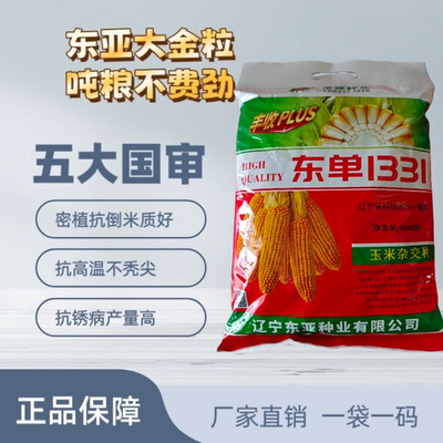 东单1331玉米种子抗锈病抗倒伏春播夏播南北通种抗高温6000粒
