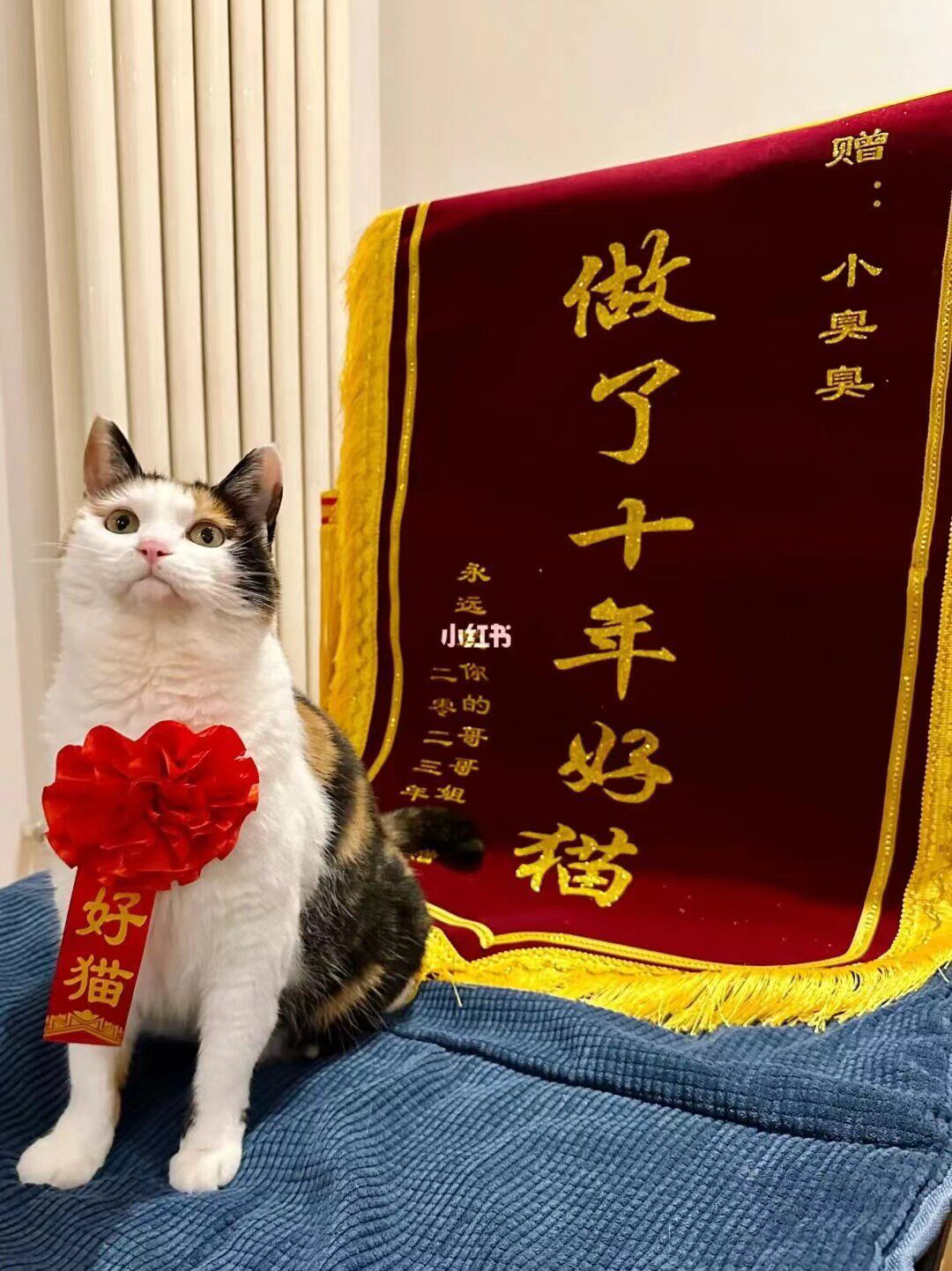 定制锦旗宠物狗宠物猫十年五年可爱纪念留念老公老婆结婚周年锦旗