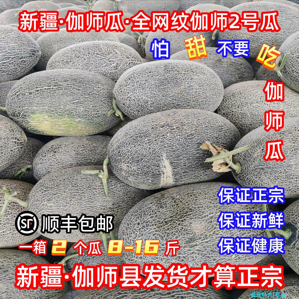 正宗新疆伽师瓜应季新鲜水果全网纹绿皮哈密瓜原产地直发全国包邮