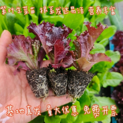 紫罗兰生菜秧苗紫生菜秧苗奶油生菜苗意大利苗油麦菜苗四季耐寒