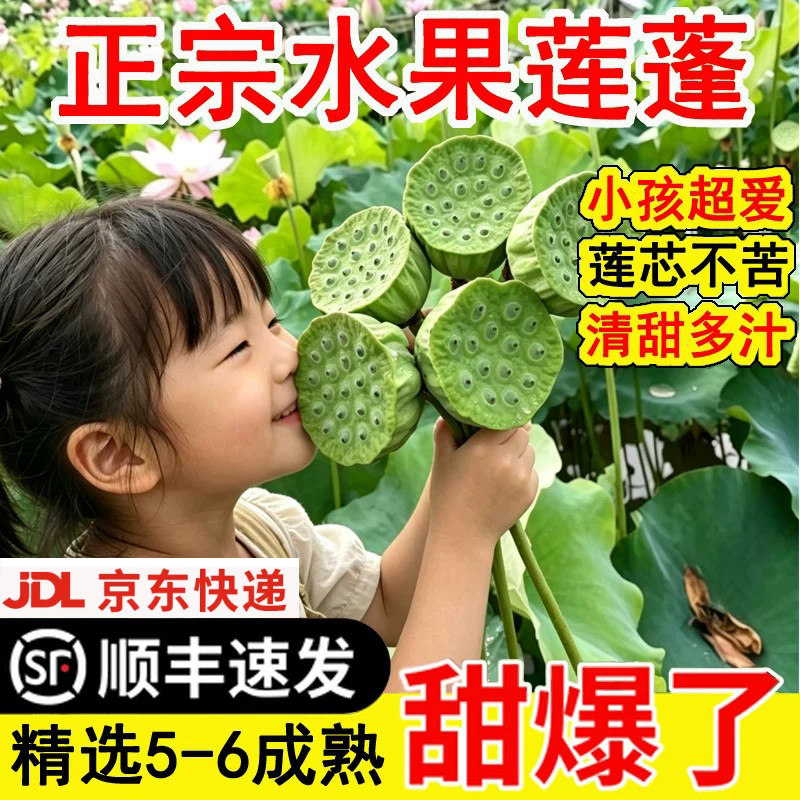 洪湖莲蓬新鲜莲蓬生吃现摘湖北特产嫩莲子米鲜嫩水果莲蓬顺丰京东