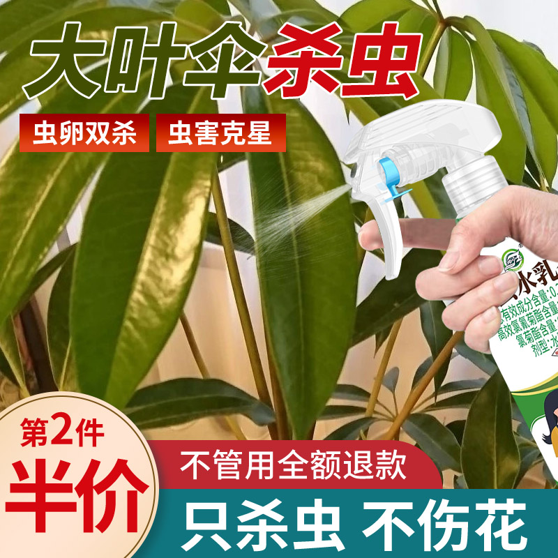 大叶伞杀虫剂花卉植物土壤灭盆栽小飞虫药蚧壳虫蚜虫打虫家用治