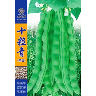 青棒肉豆种子青荚架豆四季豆种籽