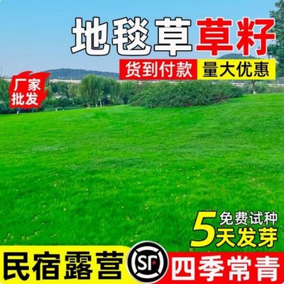 高尔夫地毯草草籽四季常青免修剪耐践踏高档草坪草种矮生草皮种子
