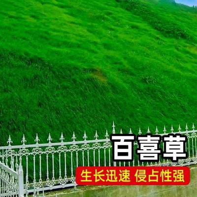 宽叶草籽百喜草种子耐盐碱护坡固土边坡绿化耐热耐旱夏季草种籽孑