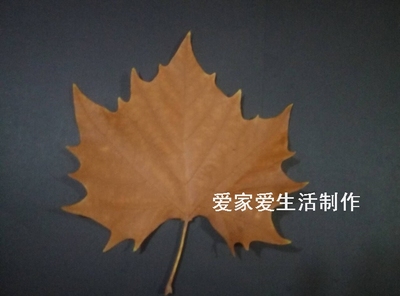梧桐树叶天然画芯标本手工