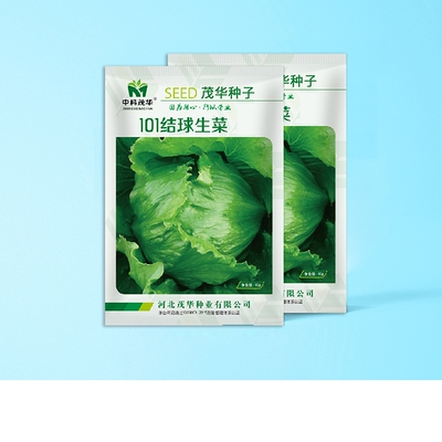 中科茂华蔬菜种子101结球生菜种子绿色生菜结球春秋露地