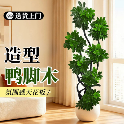 造型鸭脚木室内客厅大盆栽