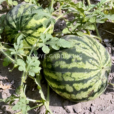 原生种西瓜本种Citrullus lanatus 每份3粒 蔬菜农作物一年生植物