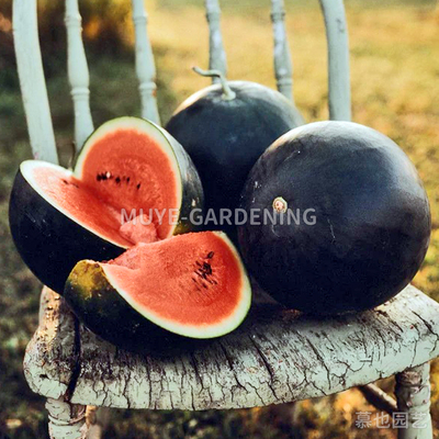 西瓜 黑尾山 每份3粒 蔬菜农作物一年生植物阳台盆栽地栽花镜庭院