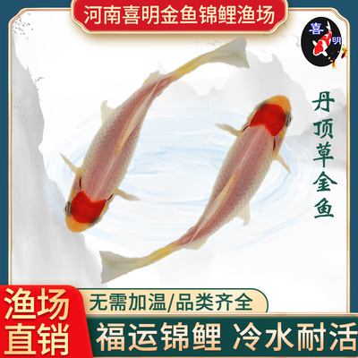 丹顶草金招财鸿运当头草金淡水鱼