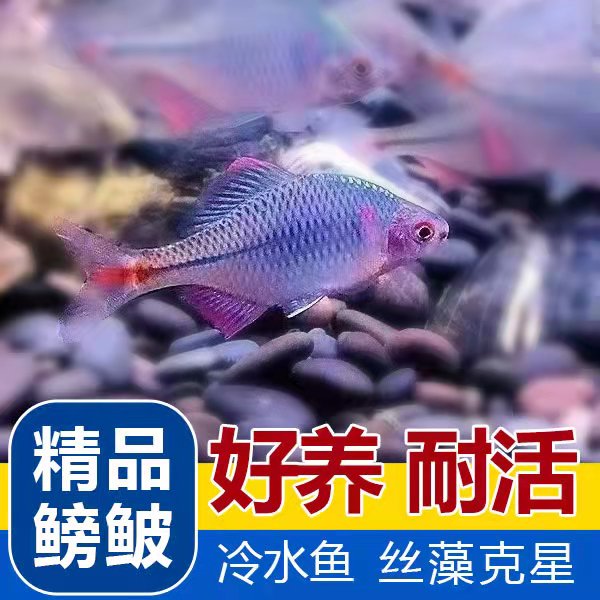 鳑鲏鱼好养淡水观赏七彩除藻冷水活体小型鱼苗原生群游鱼苗种鱼