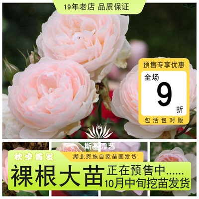 温柔的赫敏/仁慈的赫敏月季