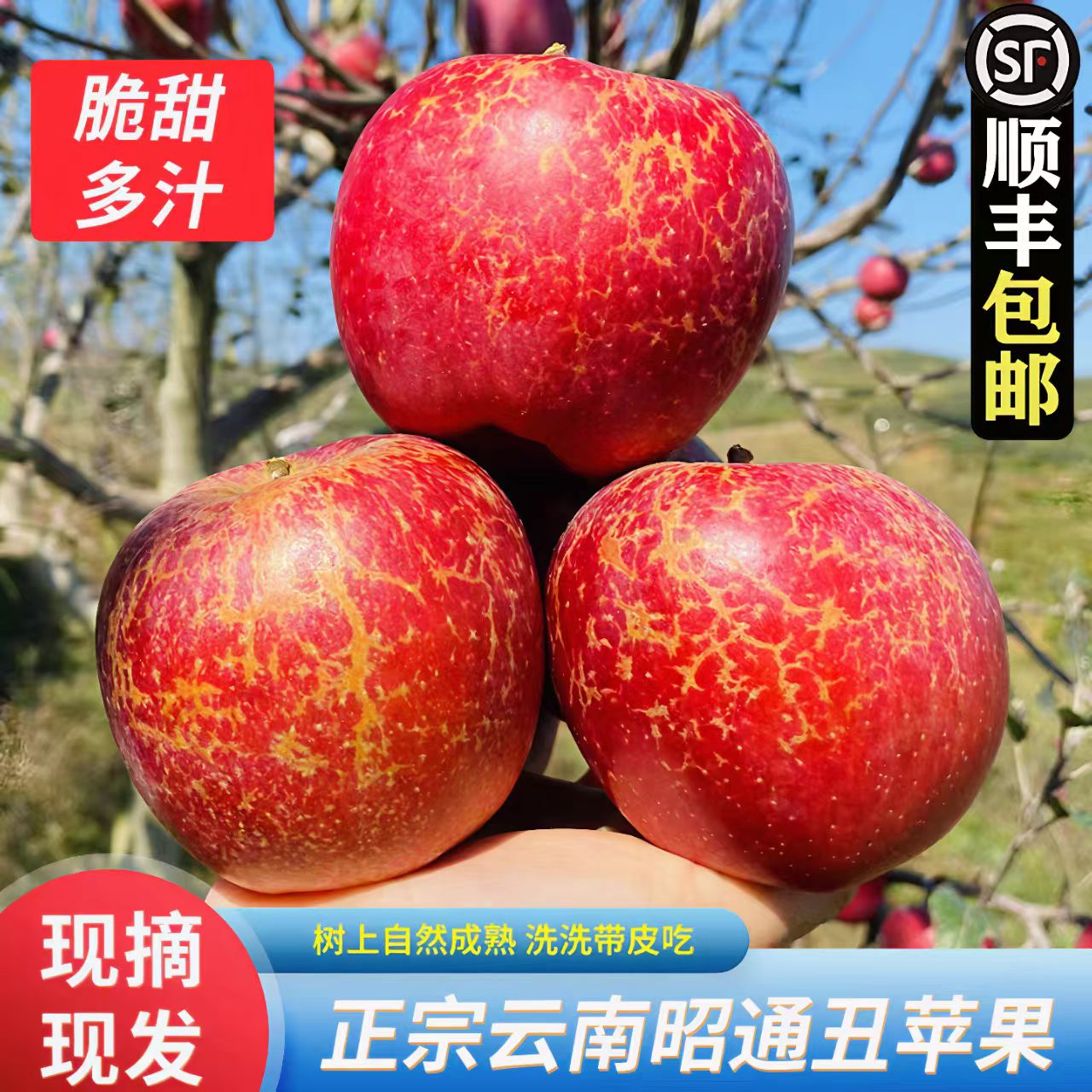 昭通冰糖心丑苹果