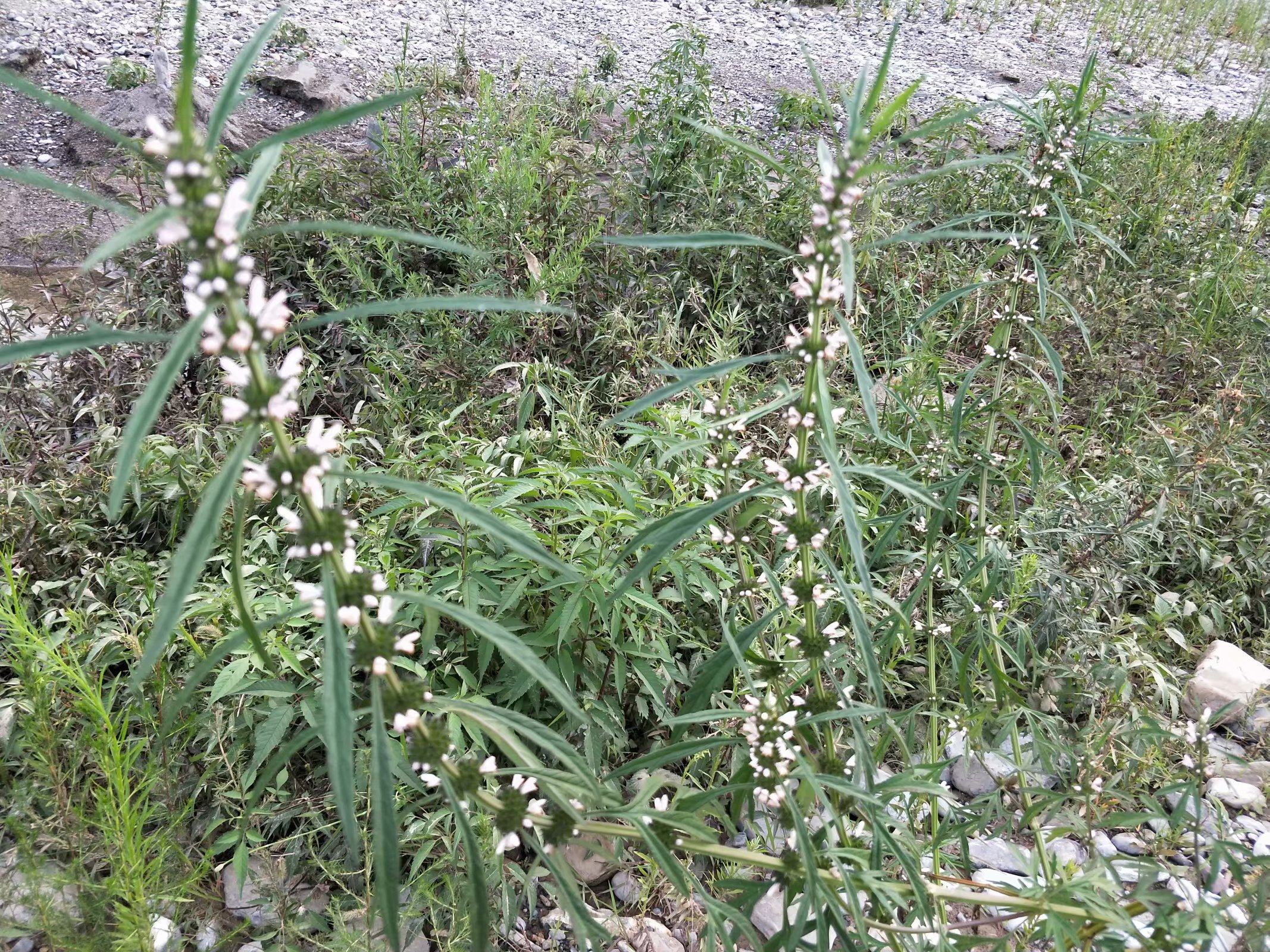 细叶干益母草 益母艾益母蒿 红花艾夜天麻玉米草灯笼草200克