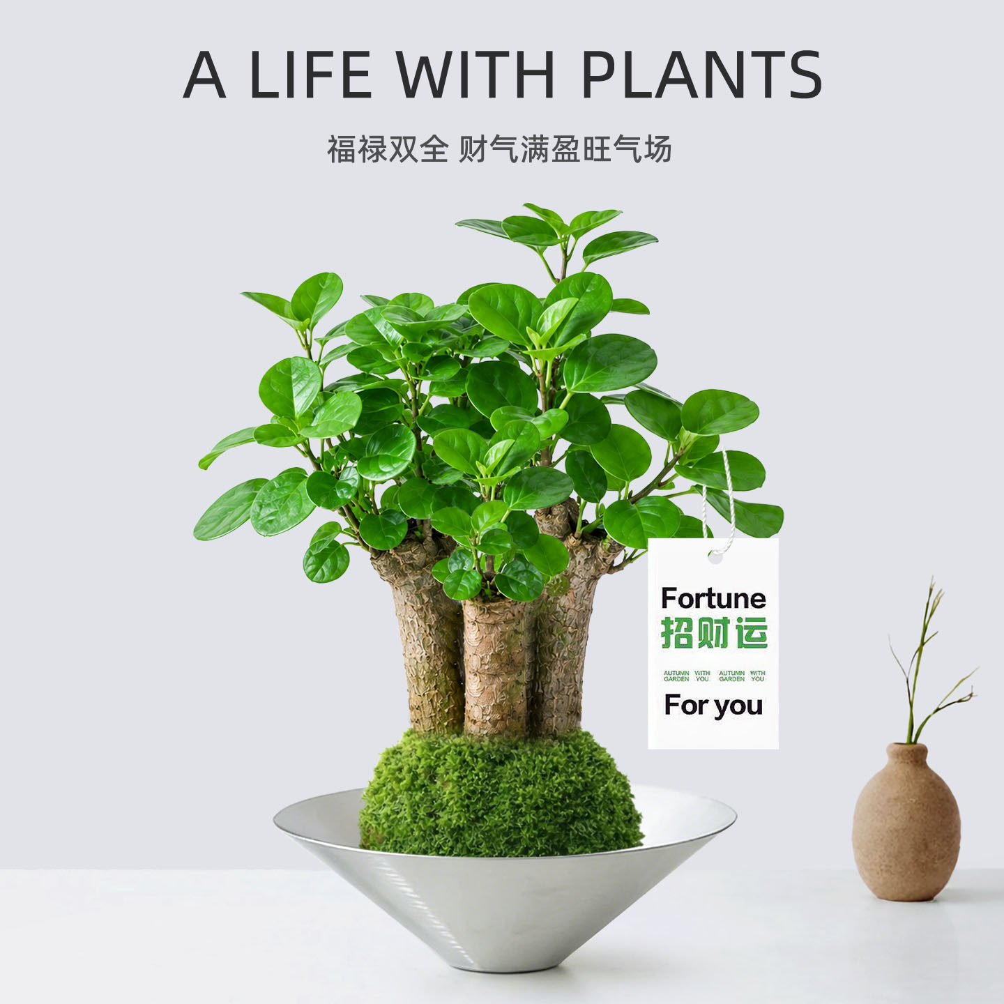金钱兜老桩绿植苔藓球水培植物福禄桐盆栽圆叶招财办公桌面好养活