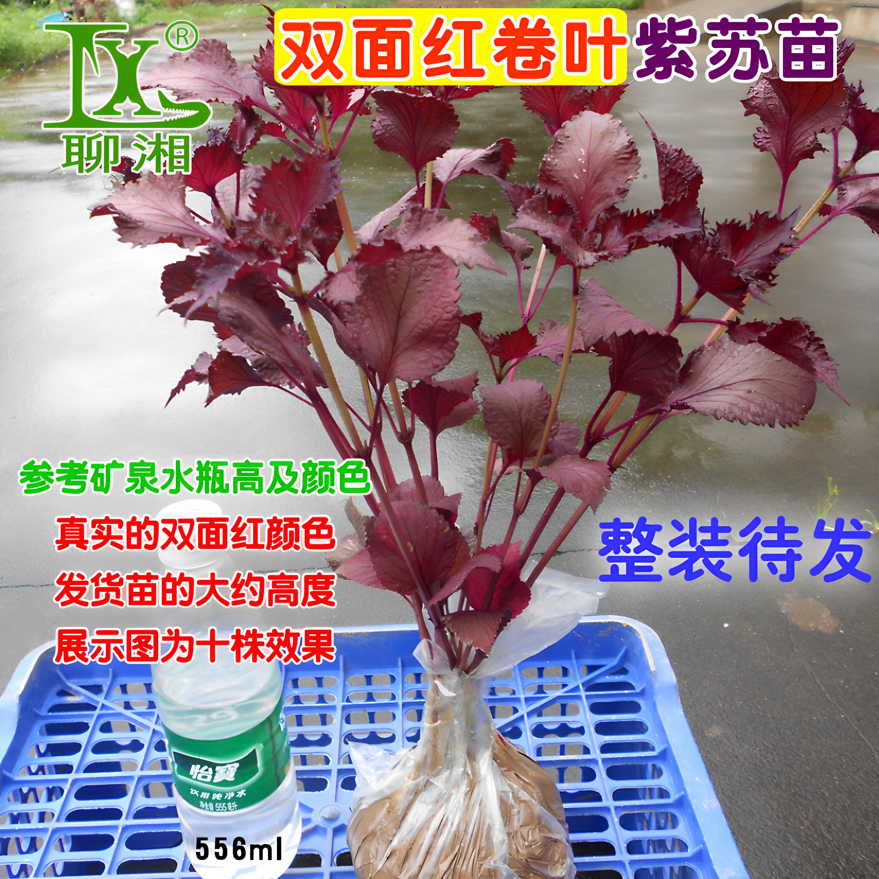 5棵可食用紫苏苗双面全紫湖南本地紫苏叶苗带土球易成活阳台种植