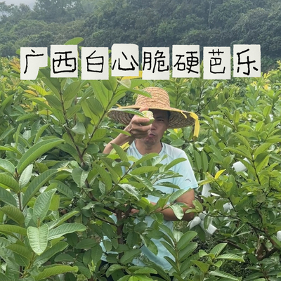 广西特产1-5斤当季珍珠番石榴芭乐水果新鲜低糖硬脆巴乐潘石榴