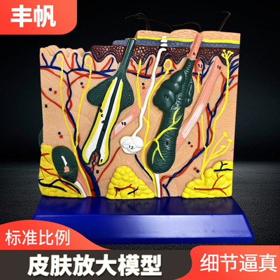 人体立体皮肤和毛发毛囊结构模型