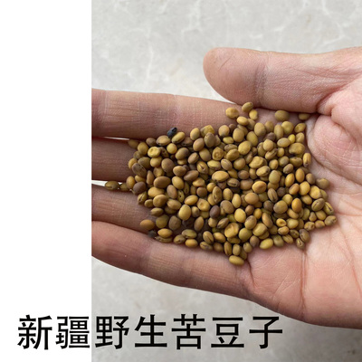 新疆苦豆子500g 苦豆子羊尿泡马皮泡苦马豆野生药材26年新货